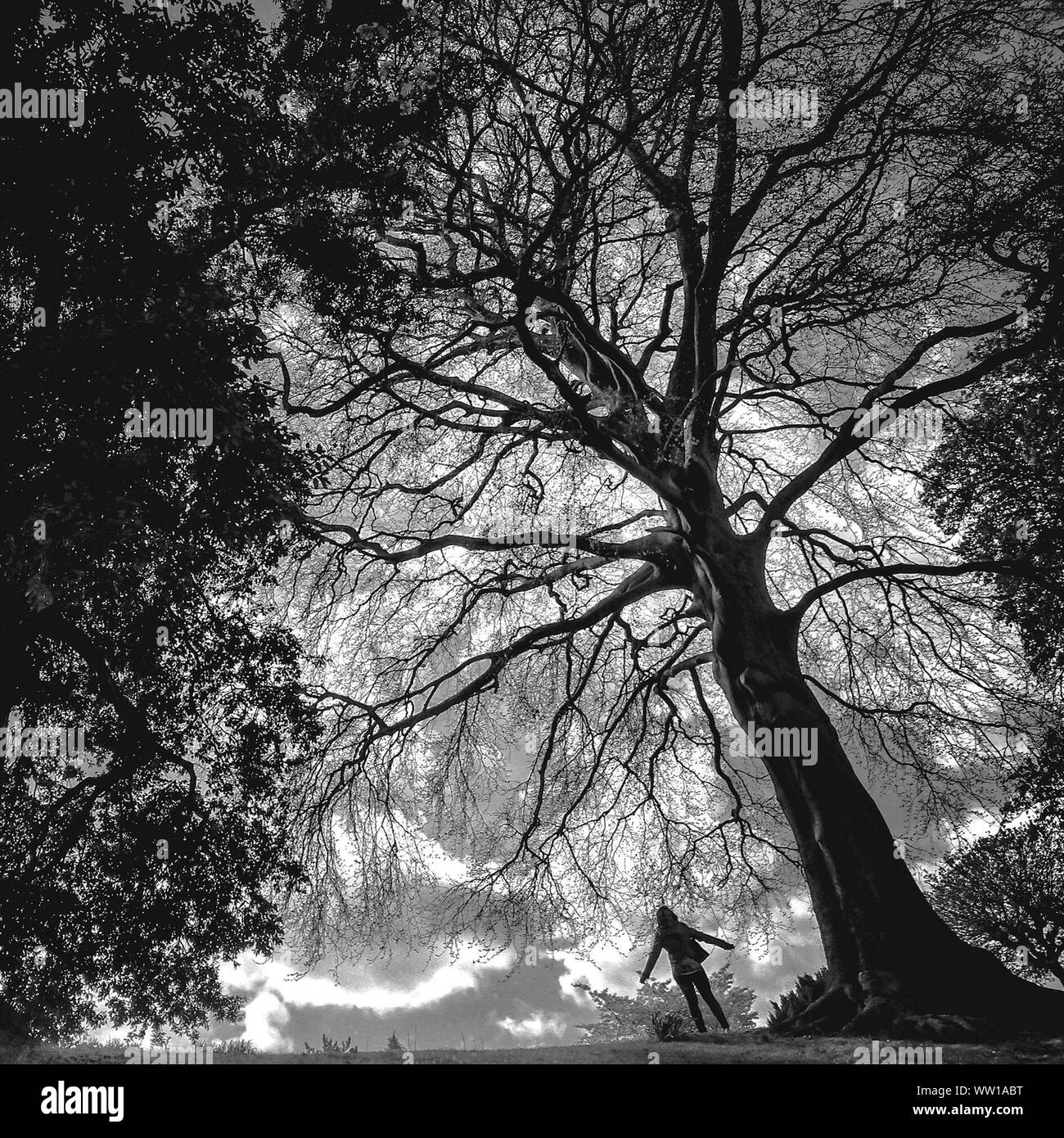 One huge tree hi-res stock photography and images - Alamy