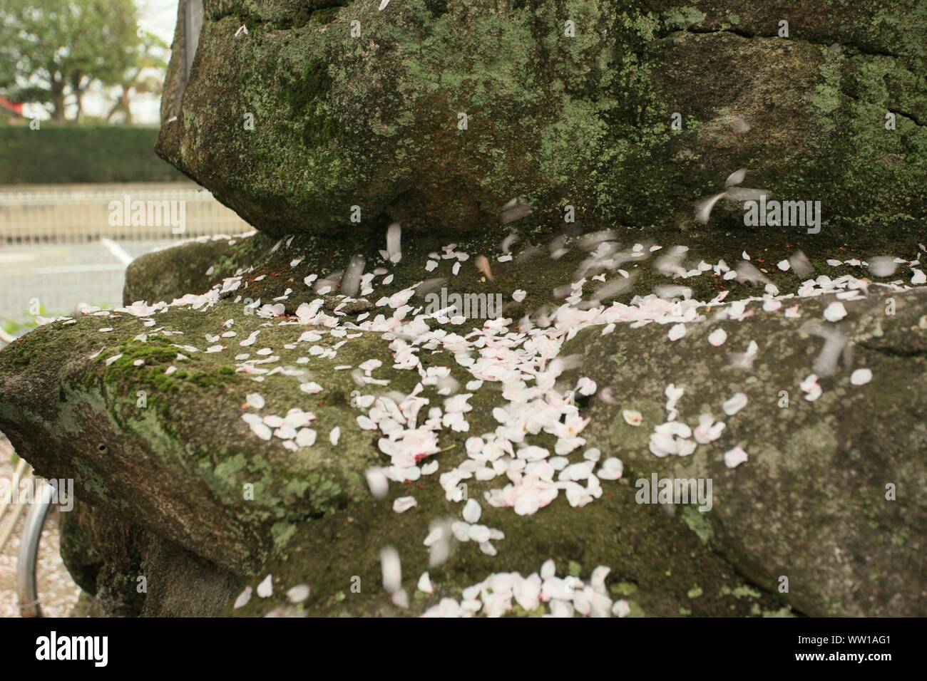 Falling flower petals hi-res stock photography and images - Alamy