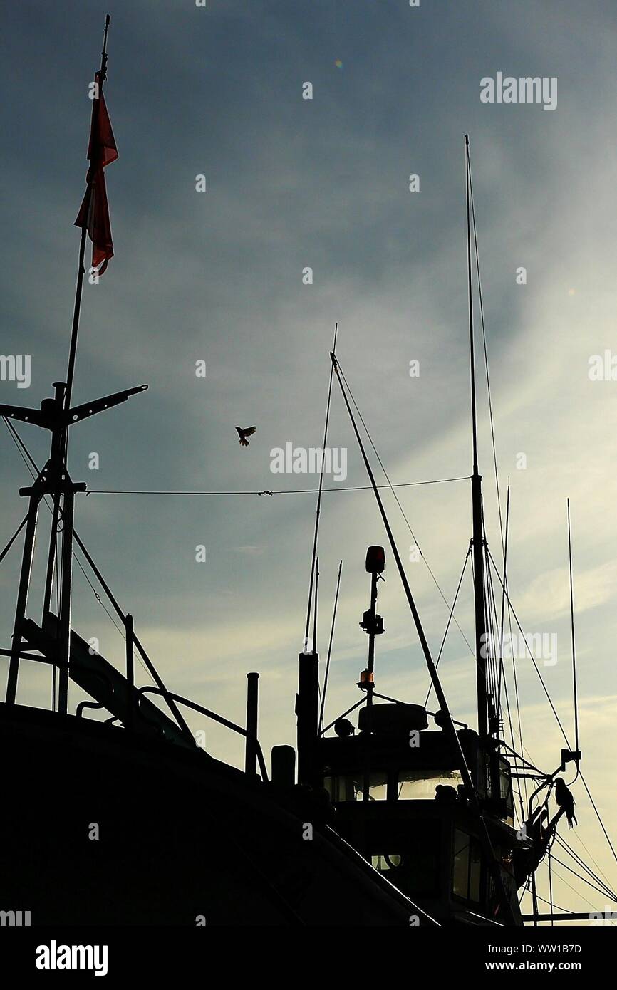 Bird ship hi-res stock photography and images - Alamy