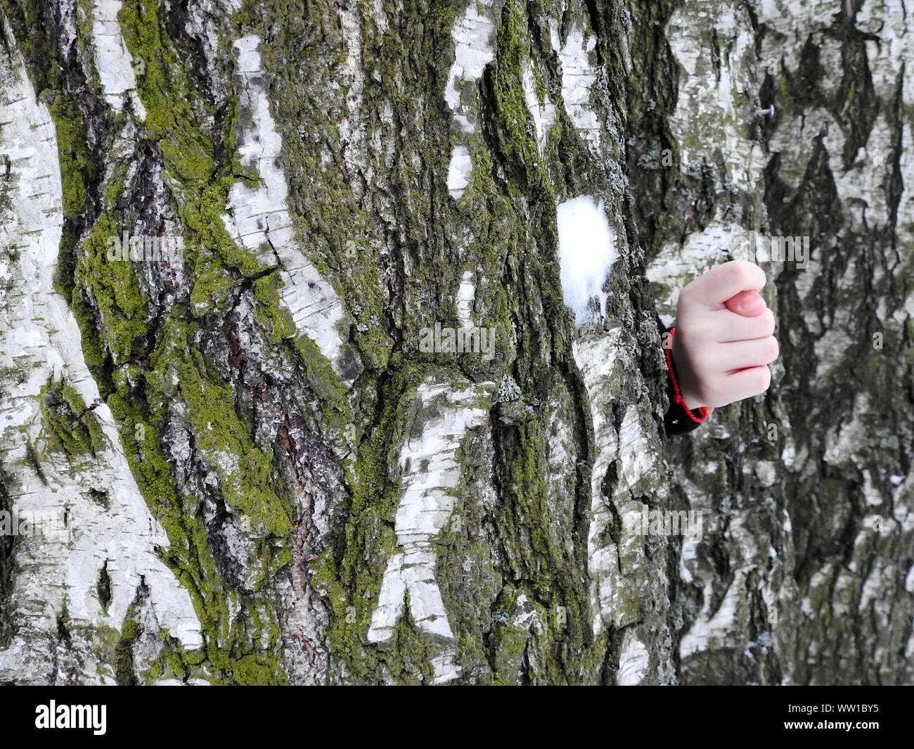 Gender tree hi-res stock photography and images - Alamy