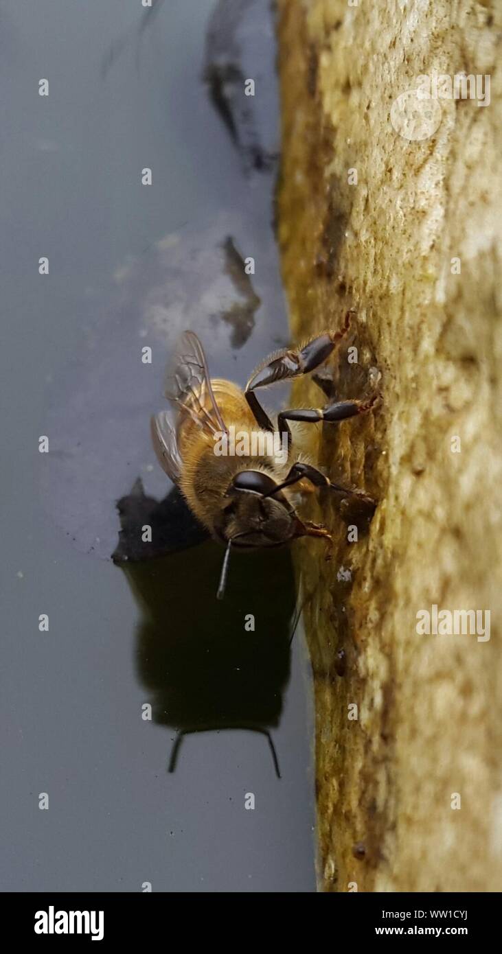 Wild bee wall hi-res stock photography and images - Alamy