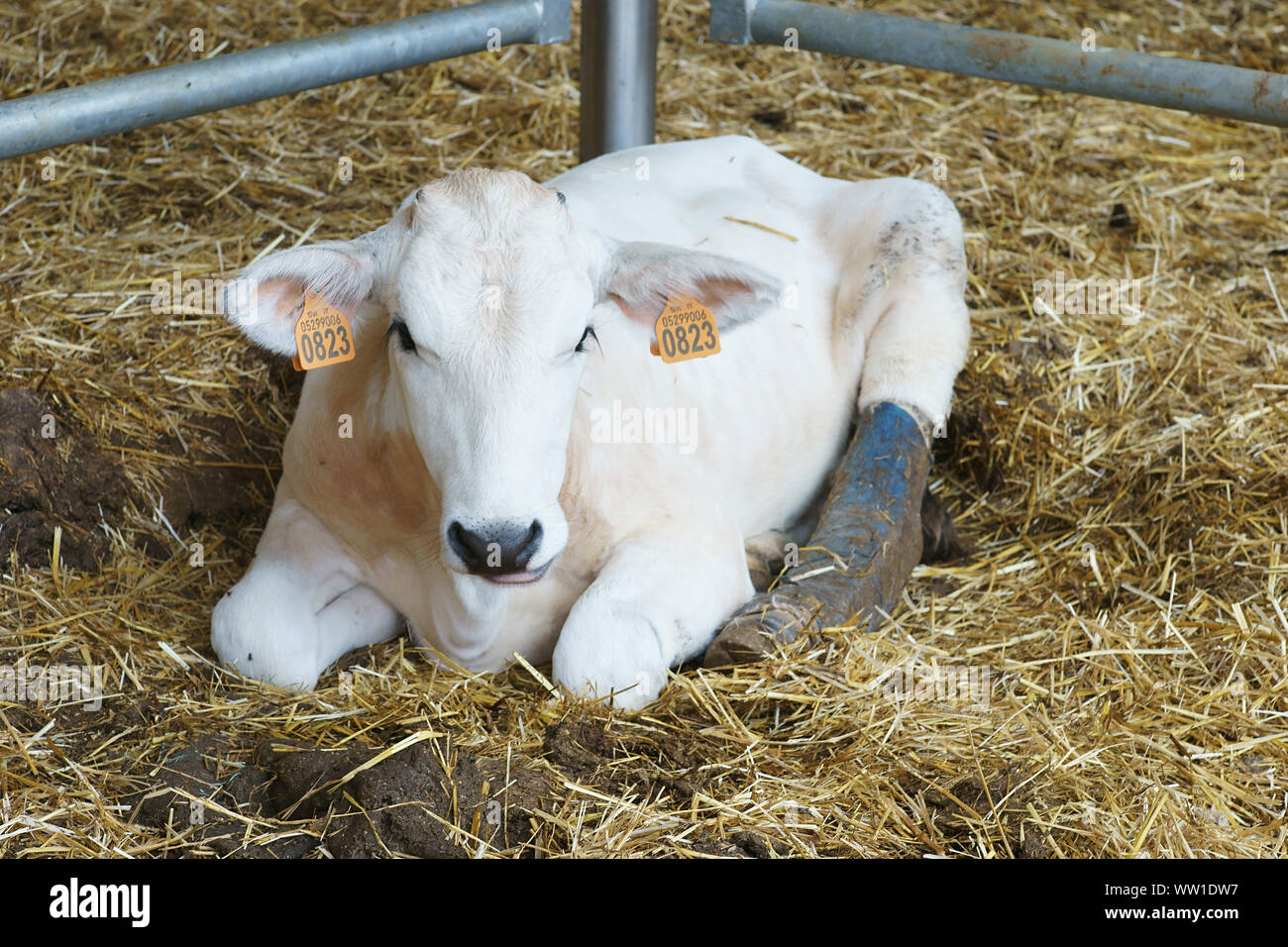 Chianina Calf