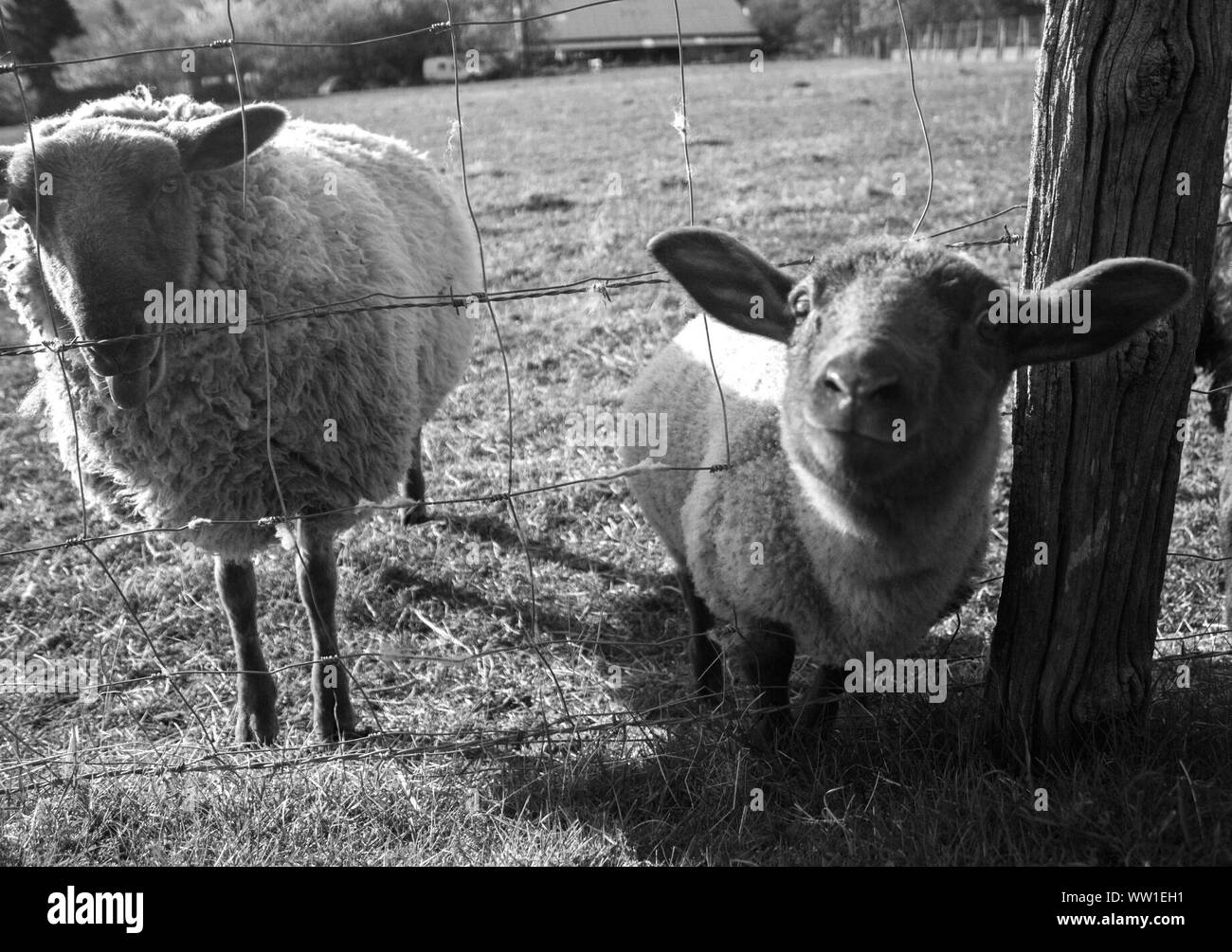 Sheep behind hi-res stock photography and images - Alamy