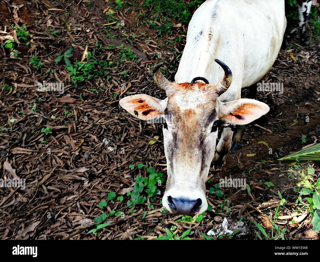Cow front view hi-res stock photography and images - Alamy