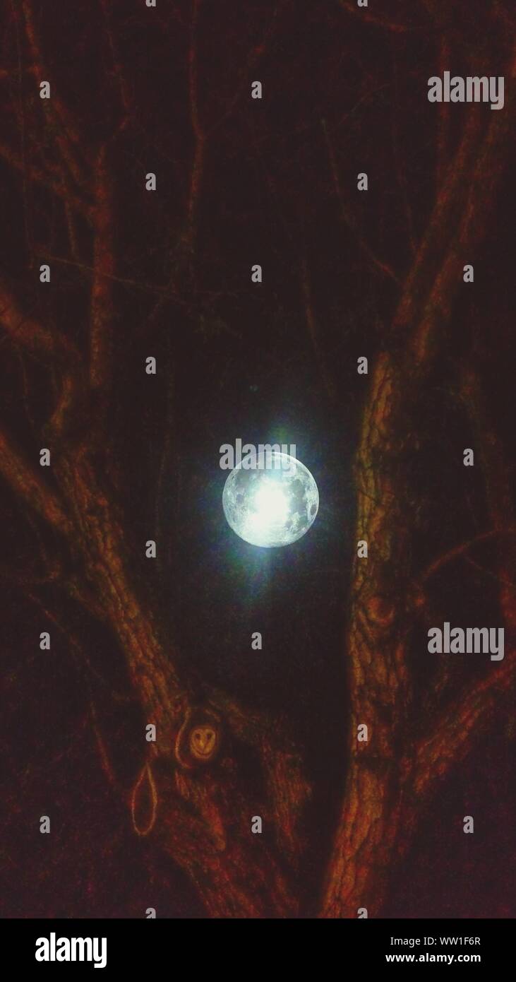 Moon Through Tree High Resolution Stock Photography and Images - Alamy