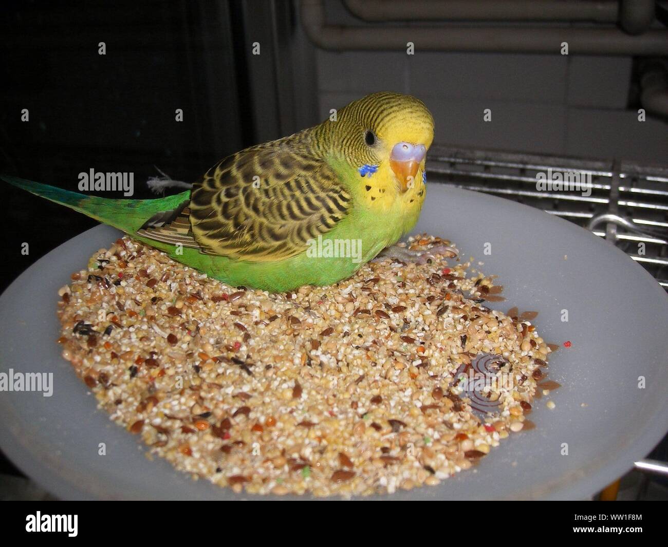 Parrot Markings High Resolution Stock Photography and Images - Alamy