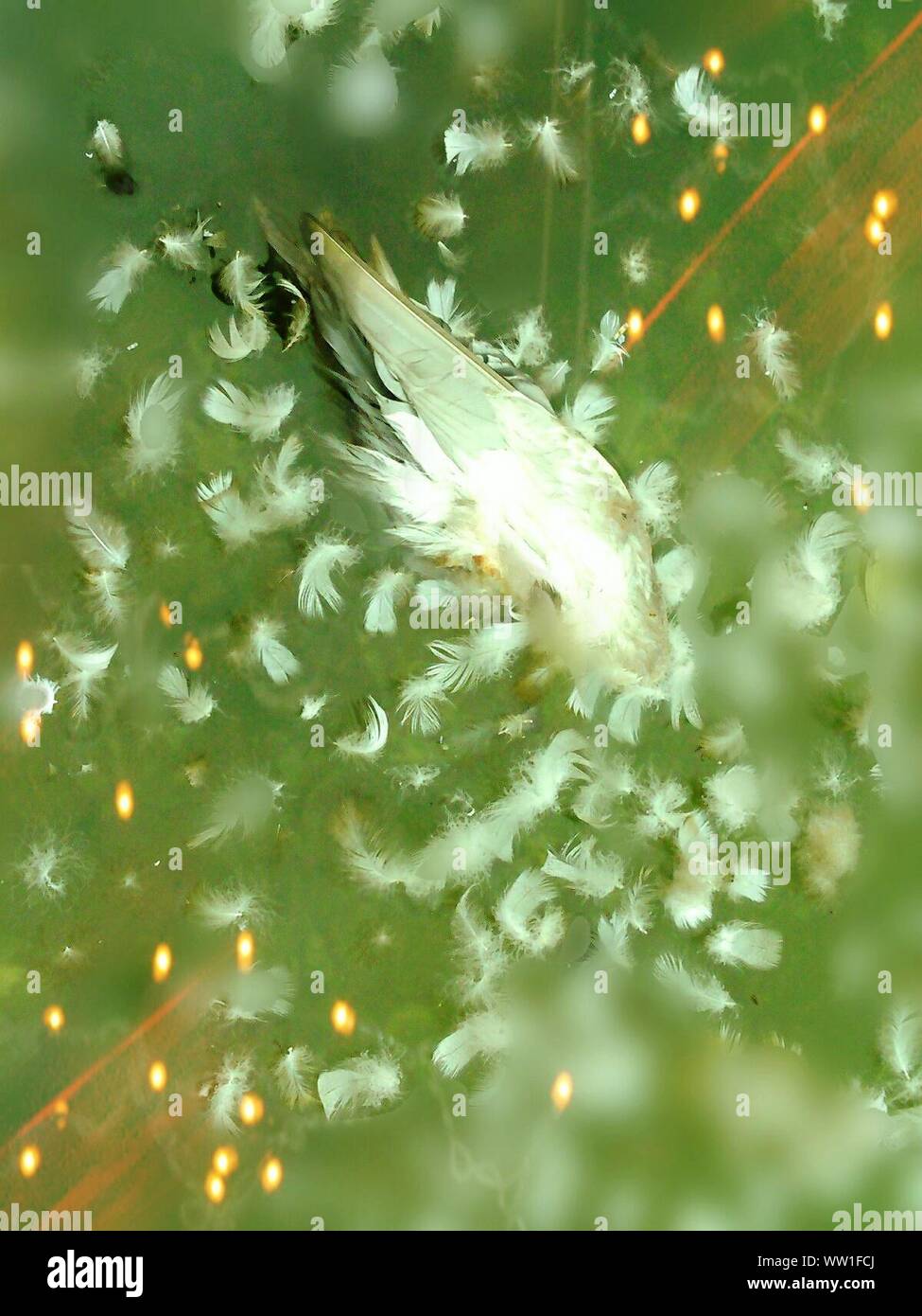 Dead Water Bird High Resolution Stock Photography and Images - Alamy