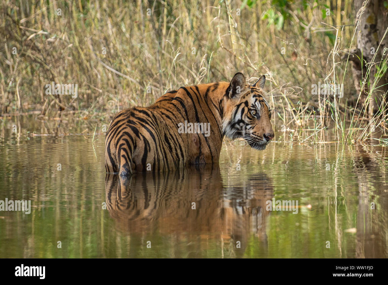 Bandhavgarh Tiger or Wild Male Bengal Tiger Cooling off in water with ...