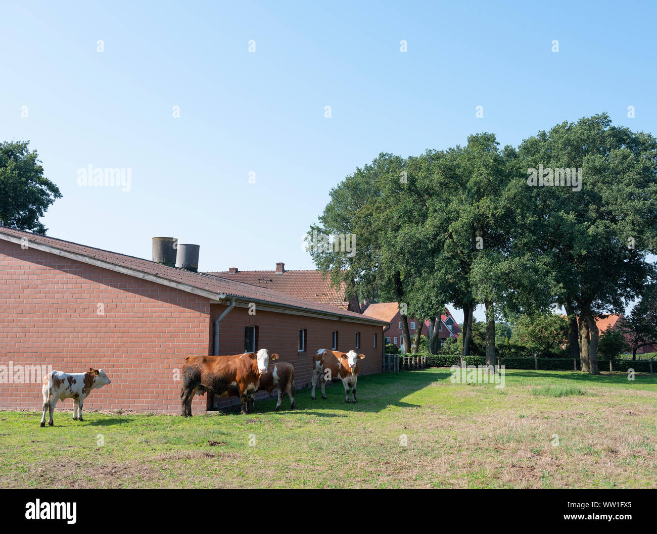 cows near typical red brick farm between Lingen and Rheine in lower ...