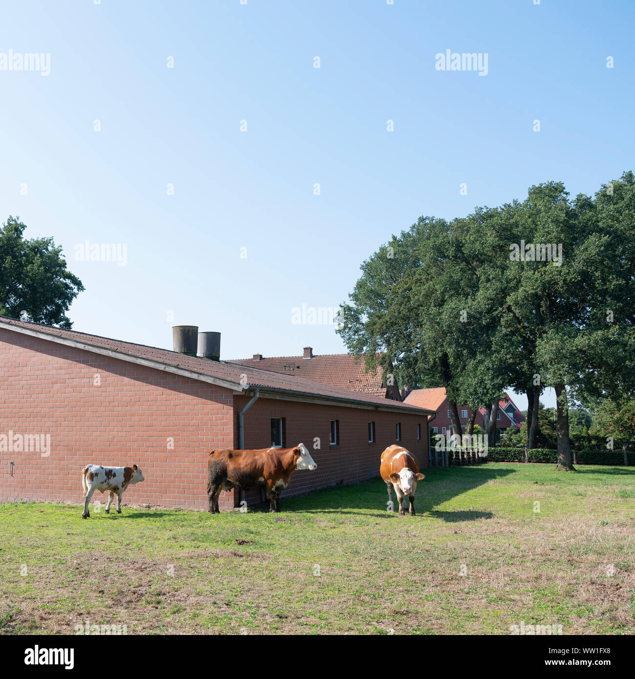 cows near typical red brick farm between Lingen and Rheine in lower ...