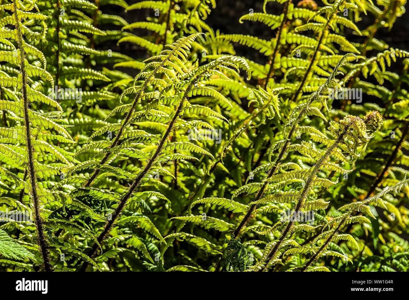 Foreground Of Ferns High Resolution Stock Photography and Images - Alamy