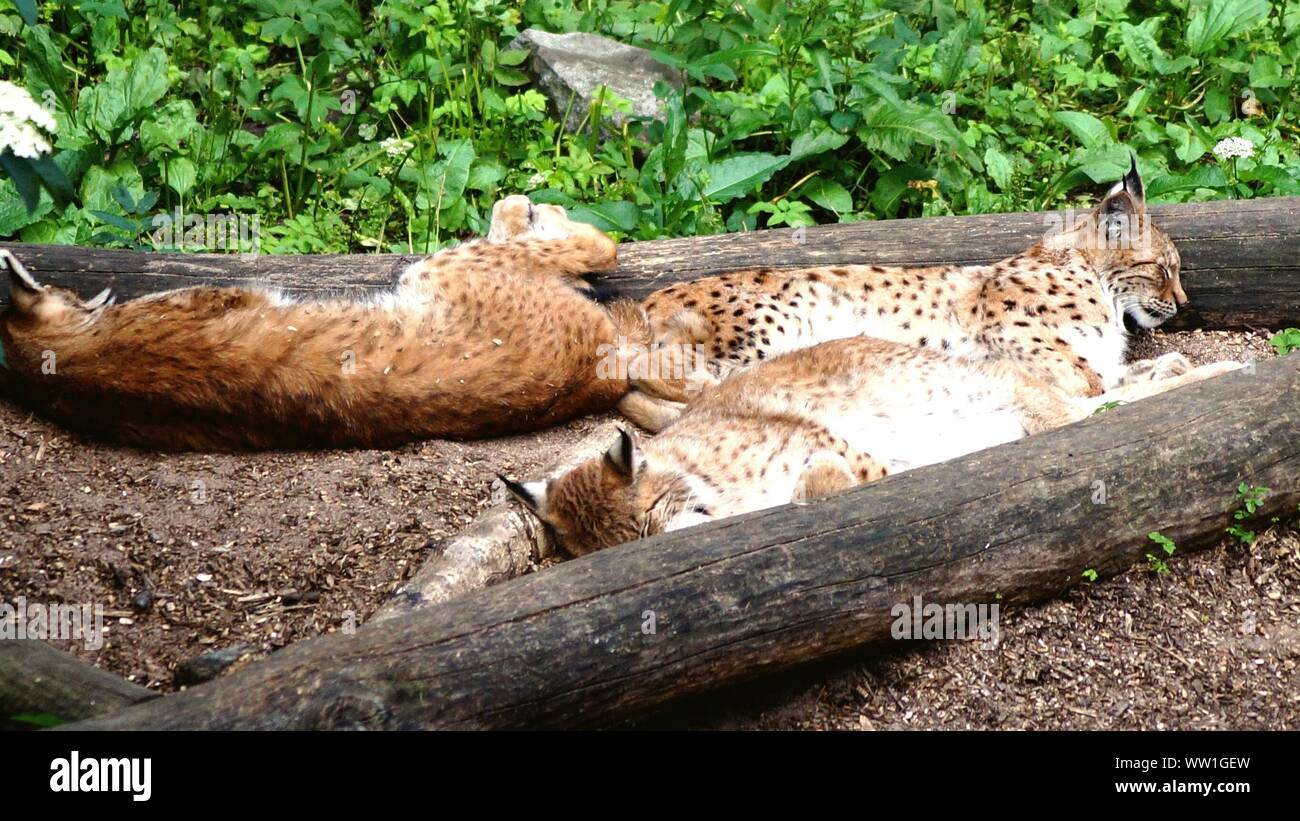 Cheetah Tree Sleeping High Resolution Stock Photography and Images - Alamy