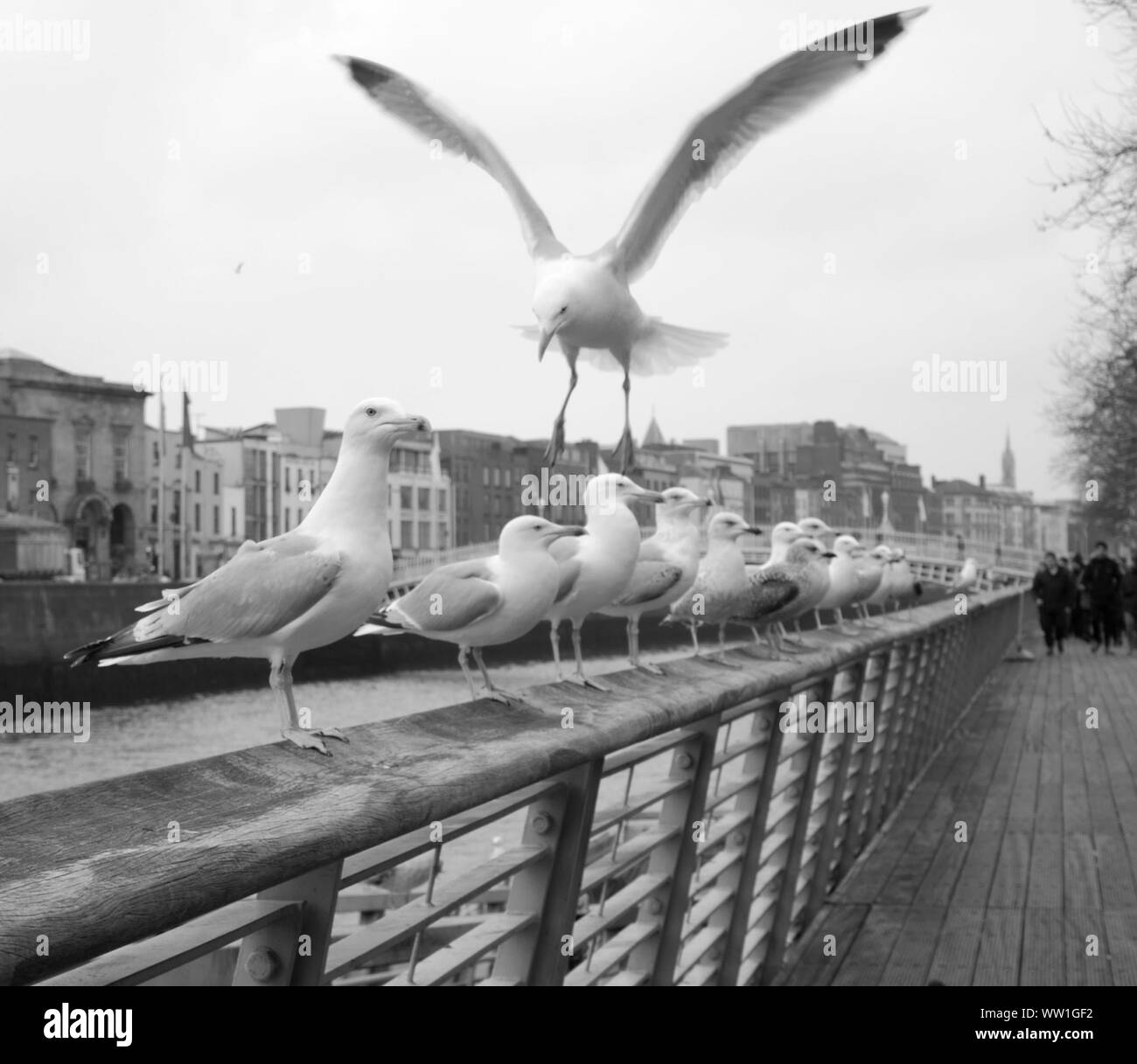 Birds flying seagulls with wild animals with nature and wings Black and ...