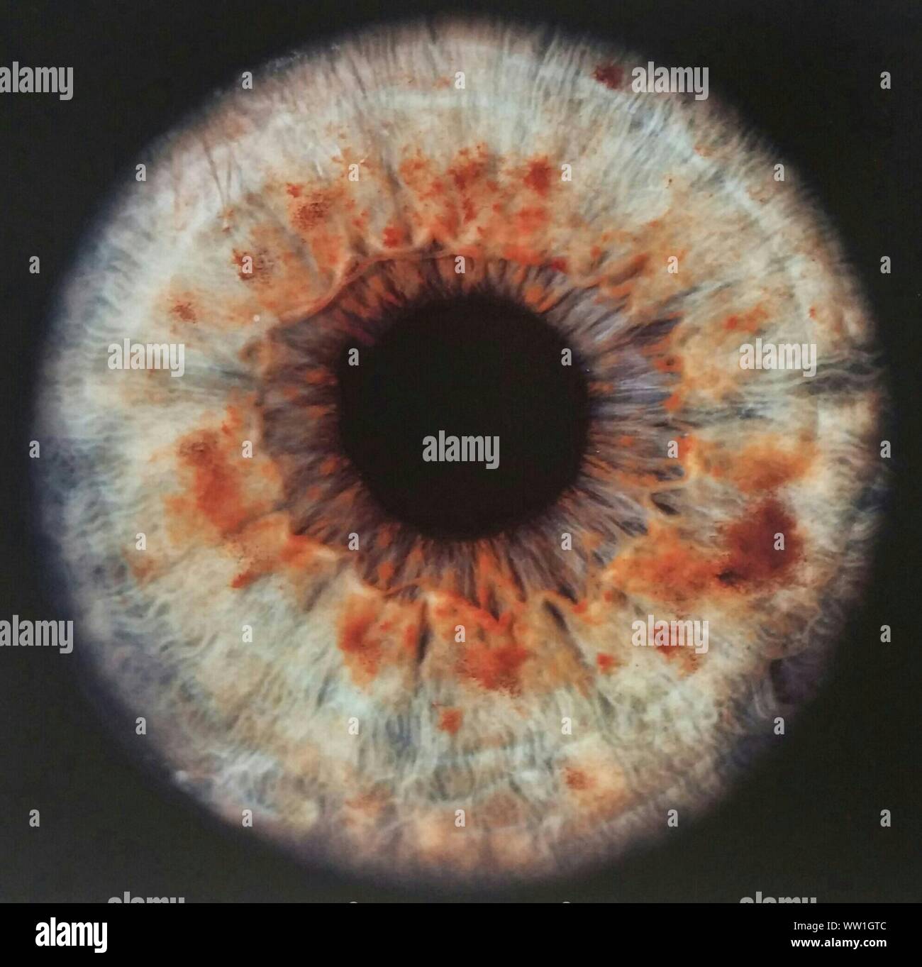 Close up of human eye iris hi-res stock photography and images - Alamy
