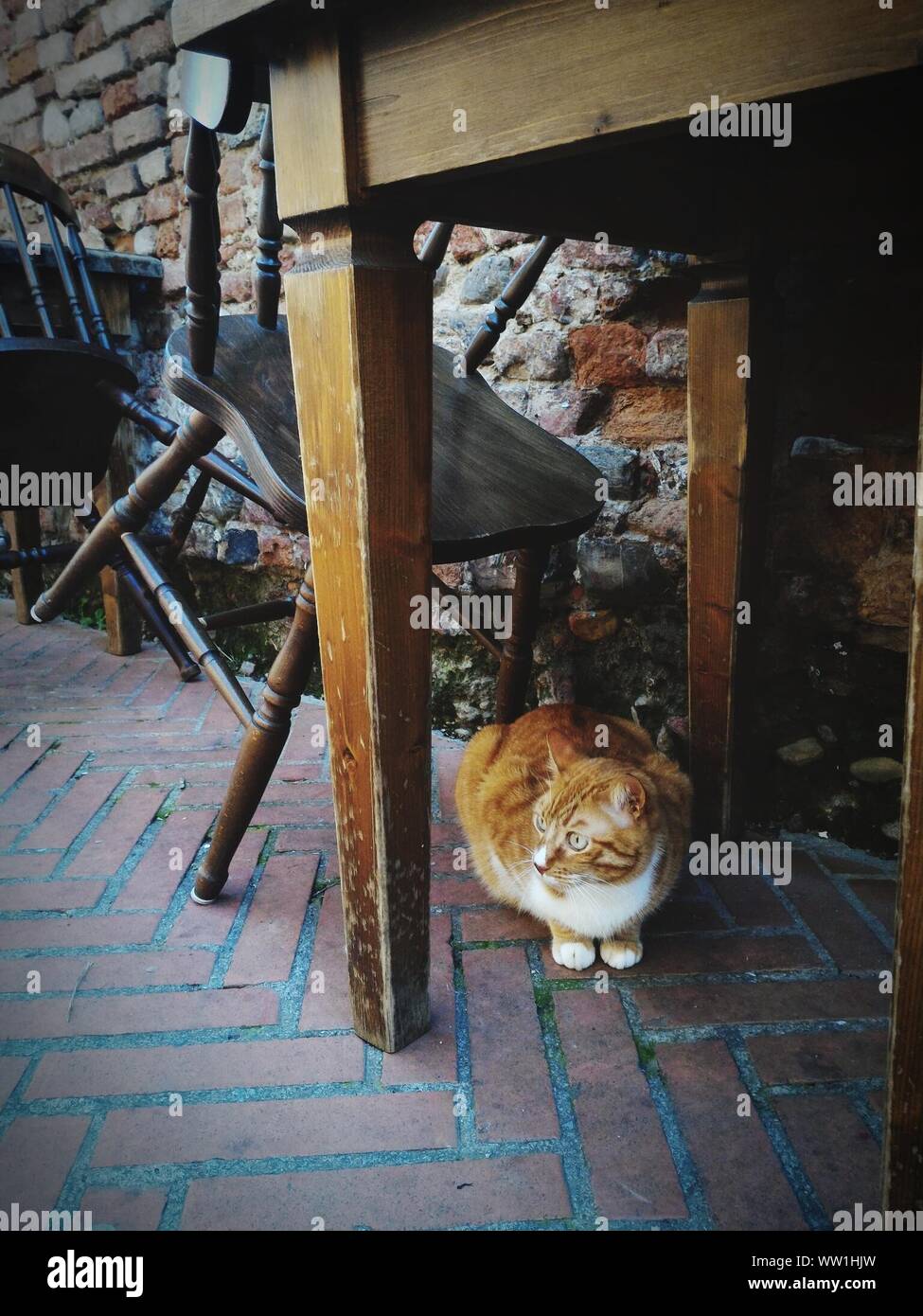 Cat Under The Table High Resolution Stock Photography and Images - Alamy