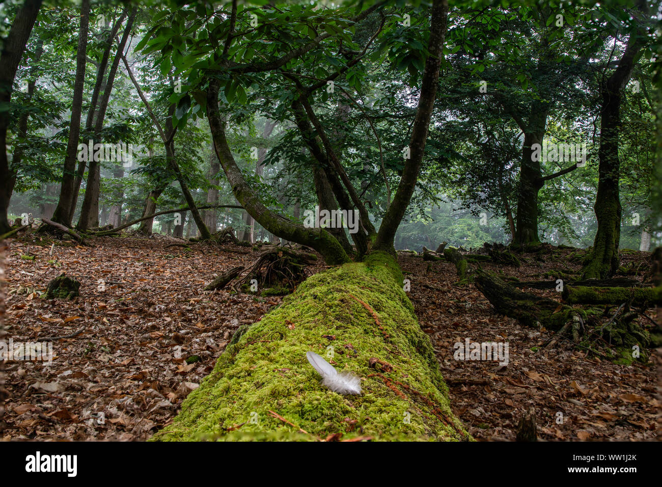Crossways Dorset England A feather lies delicately on the moss which ...