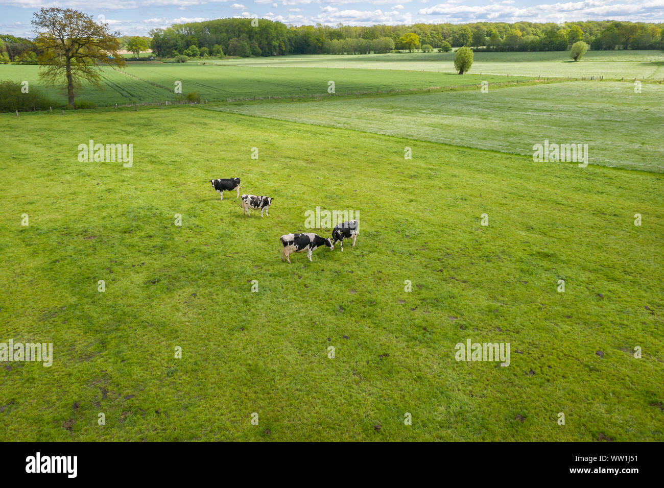 Aerial view cows cattle grazing hi-res stock photography and images - Alamy