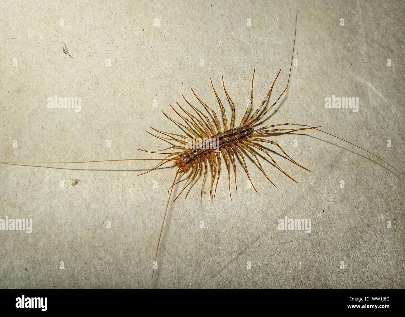 Scutigera High Resolution Stock Photography and Images - Alamy