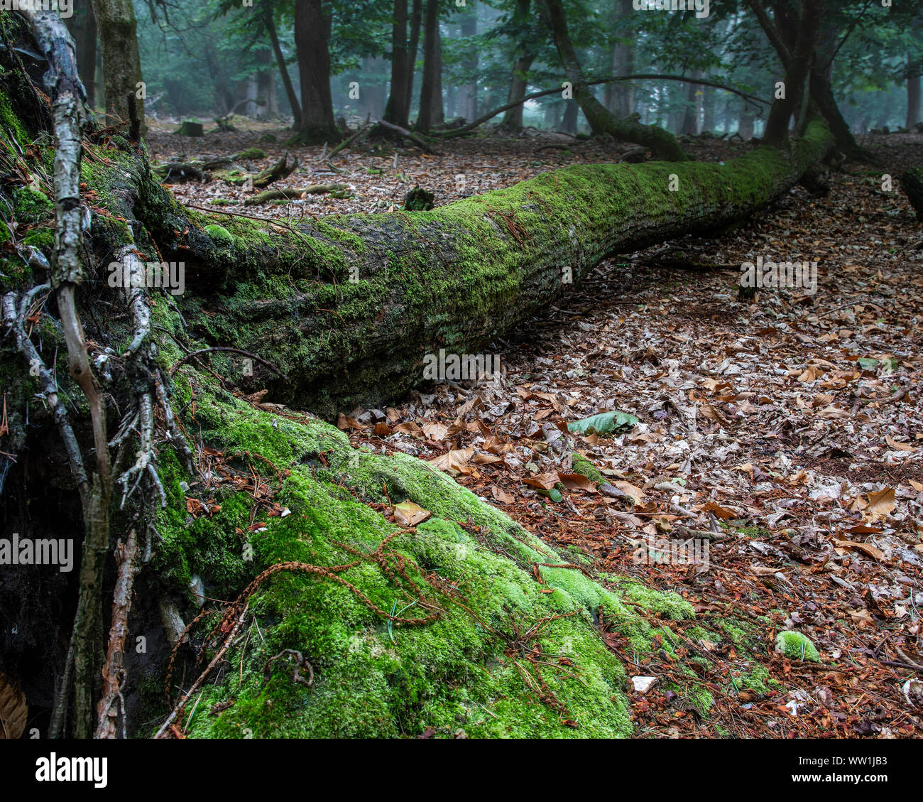 Temperate deciduous northern forest hi-res stock photography and images ...