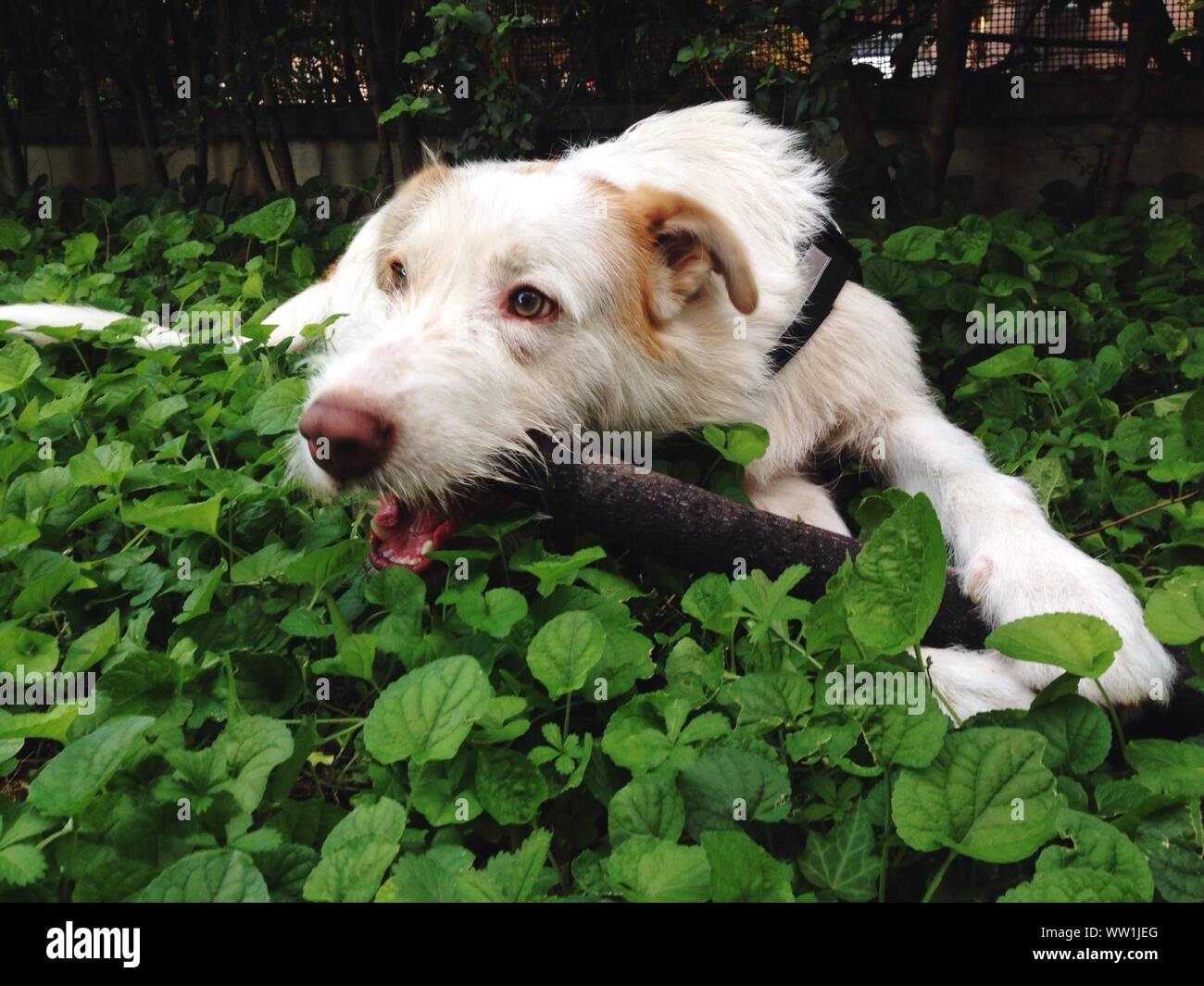 Dog chewing stick hi-res stock photography and images - Alamy