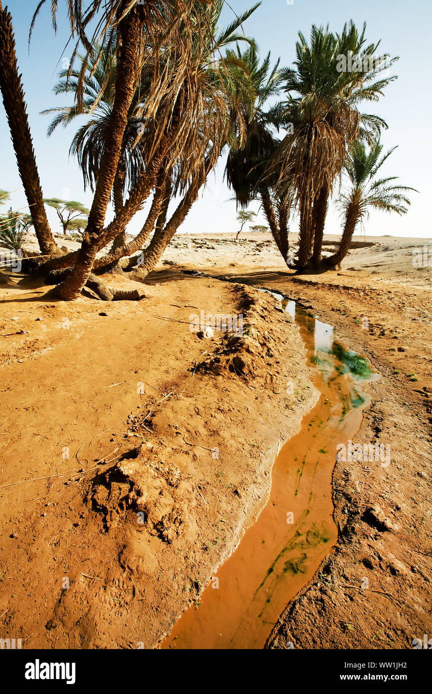 Trees and sand hi-res stock photography and images - Alamy