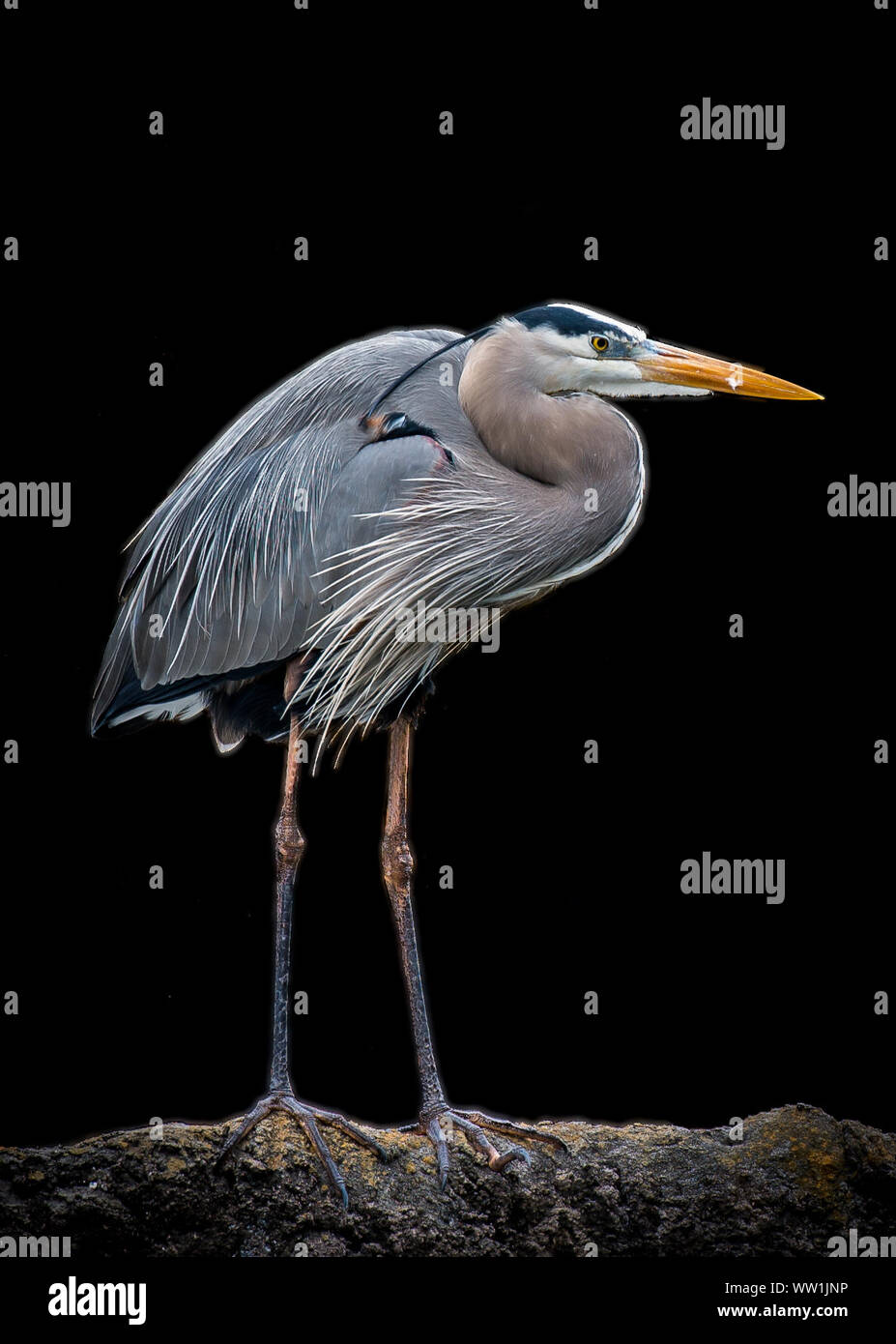 Standing of branch hi-res stock photography and images - Alamy