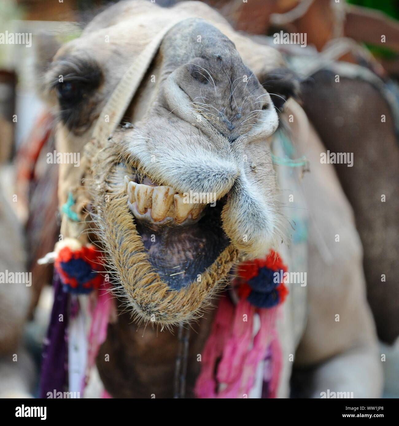 Camel Detail High Resolution Stock Photography and Images - Alamy