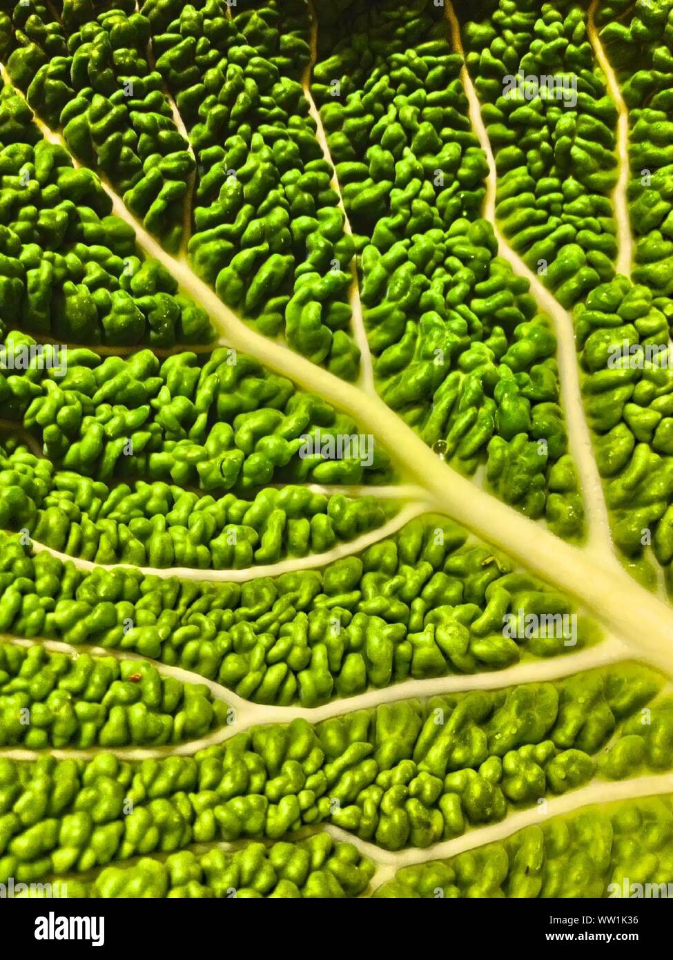 Cabbage leaf hi-res stock photography and images - Alamy