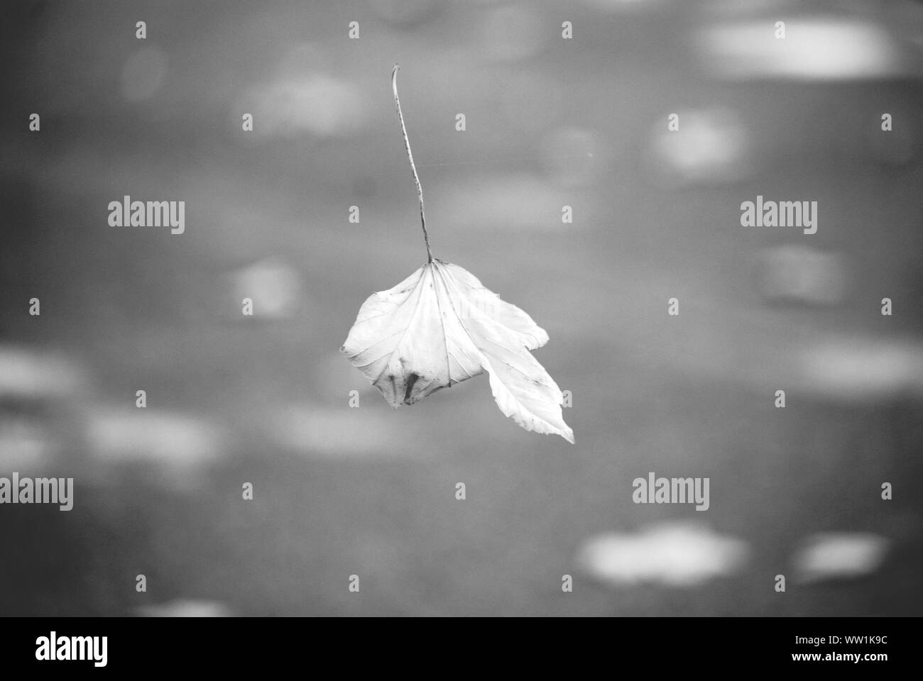 Close up falling dry leaf on Black and White Stock Photos & Images - Alamy