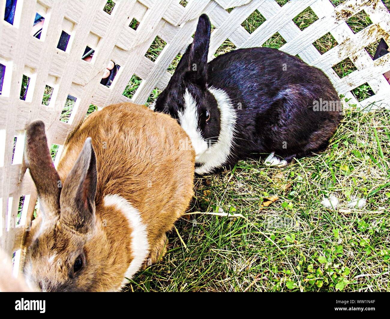 Trapped rabbit hi-res stock photography and images - Alamy