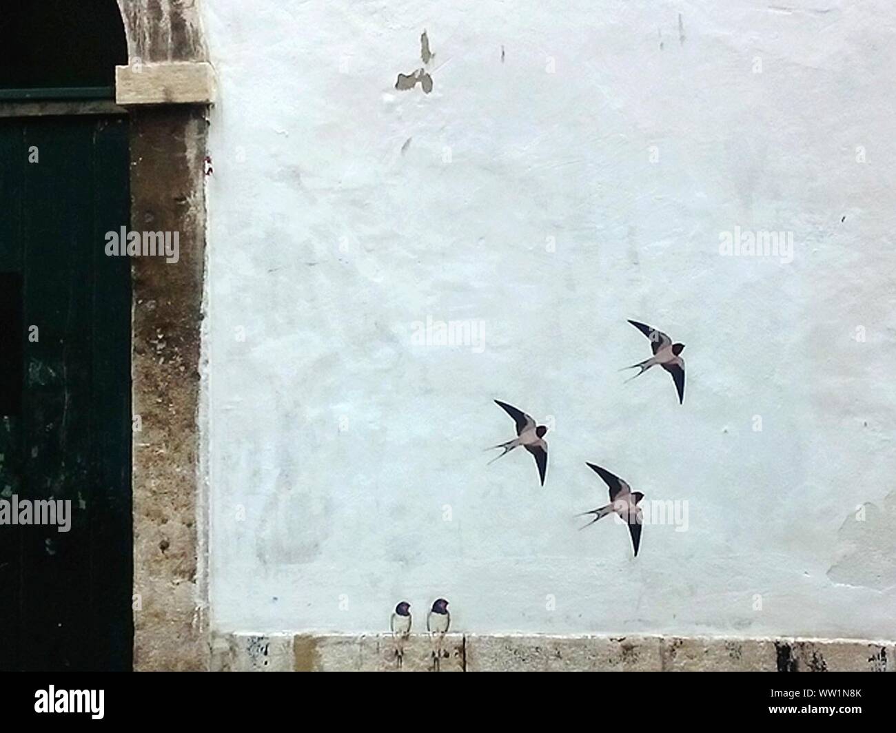 Wall mural of birds hi-res stock photography and images - Alamy