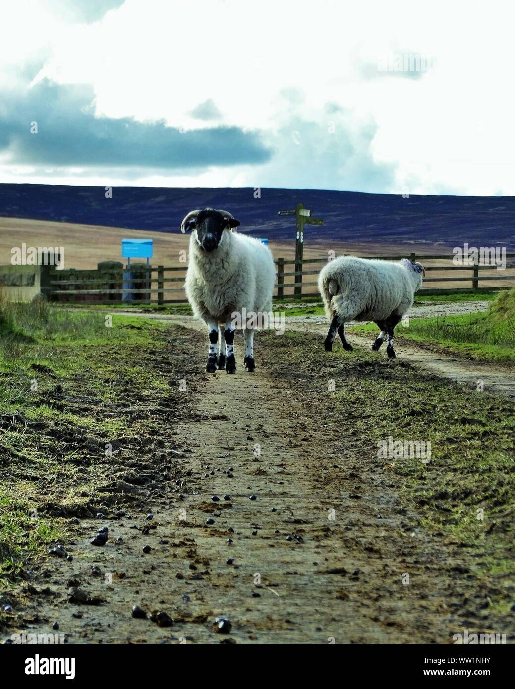 Sheep Country High Resolution Stock Photography and Images - Alamy