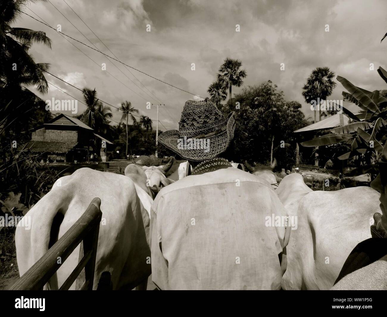 Man with ox cart hi-res stock photography and images - Alamy