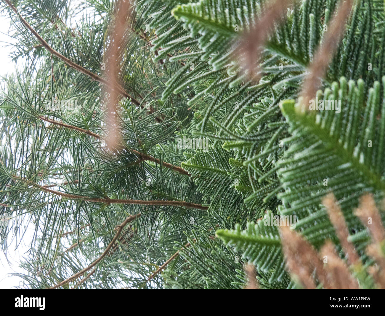 Looking up through the branches of a Norfolk pine Stock Photo - Alamy