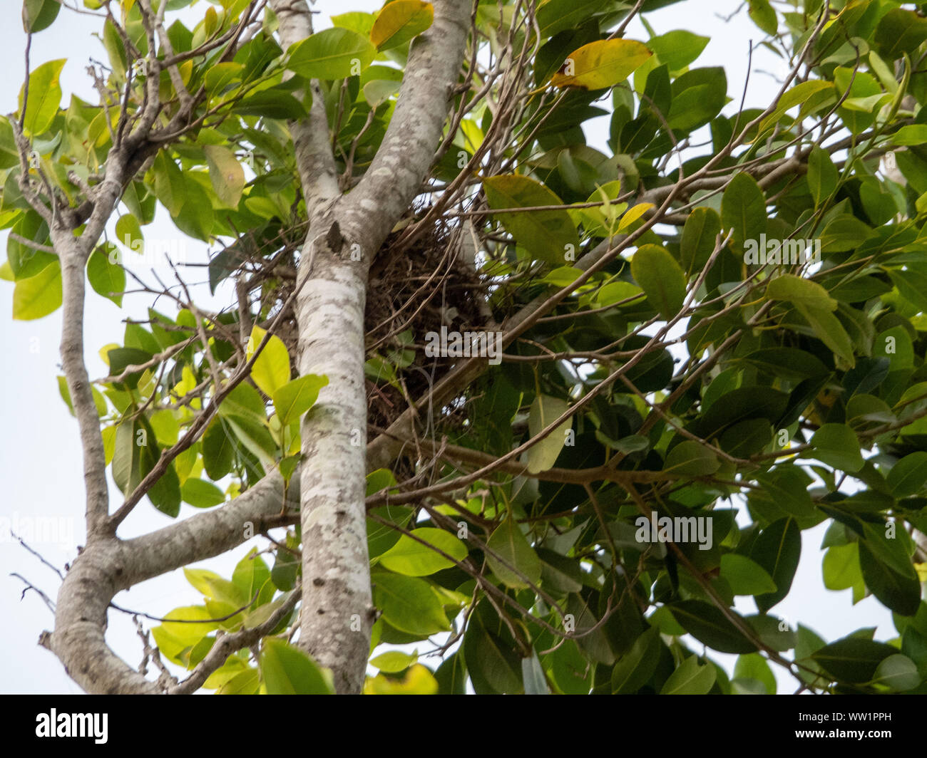 Birds nest in tree branches Stock Photo - Alamy