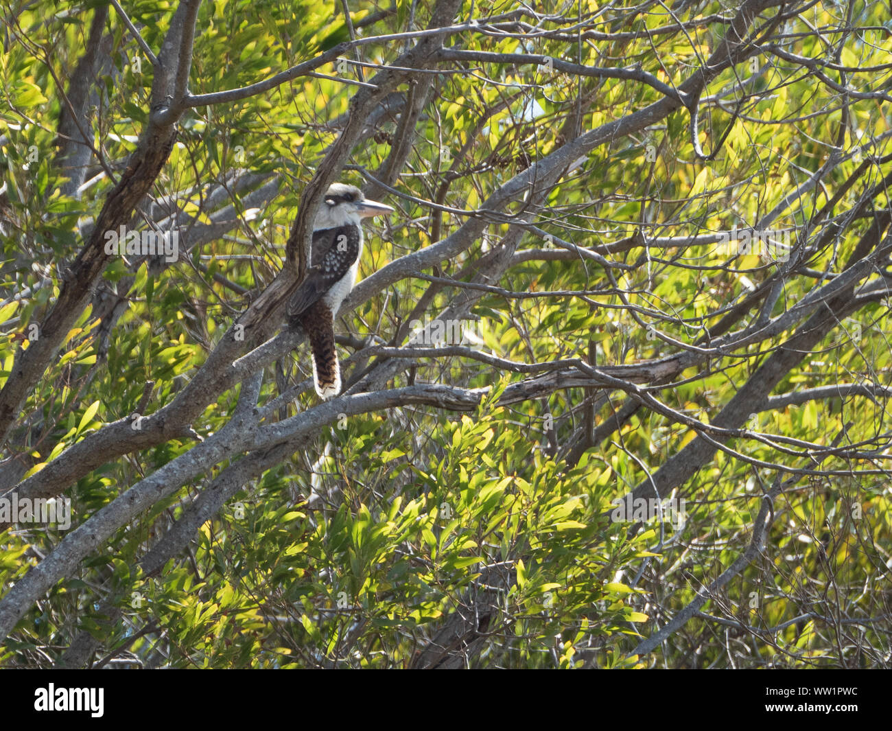 Kookaburra natural habitat hi-res stock photography and images - Alamy