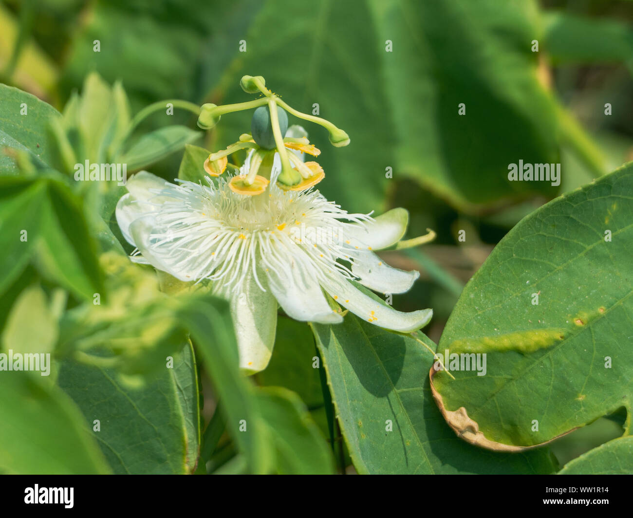 Passionflower passionflowers passiflora flower hi-res stock photography ...