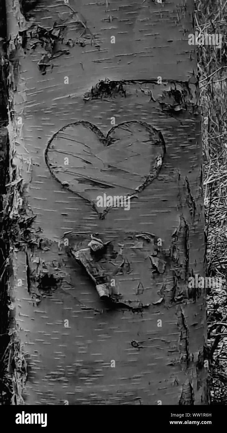 Love Heart Carved Tree Trunk High Resolution Stock Photography and ...