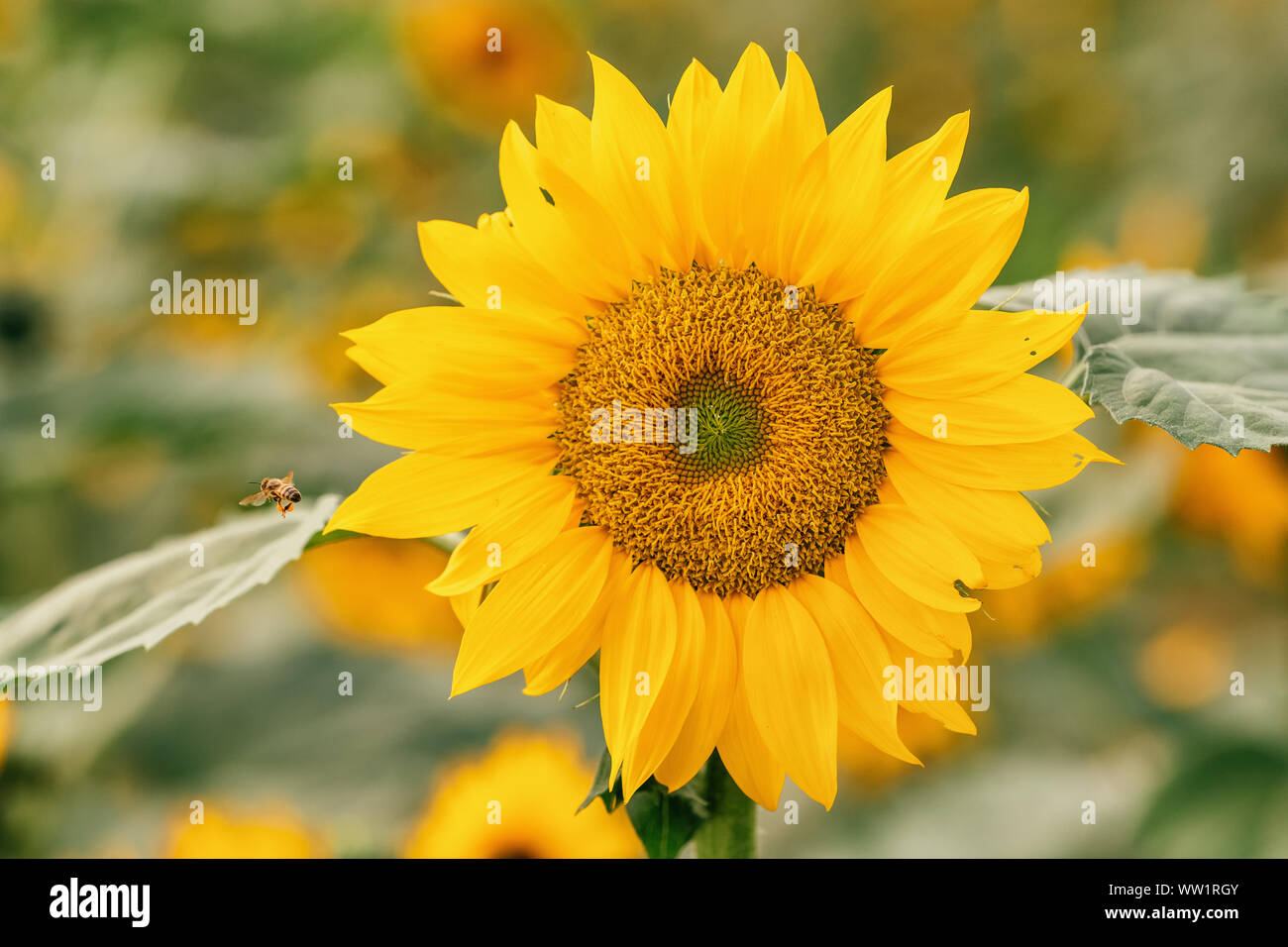 Sunflower up close hi-res stock photography and images - Alamy