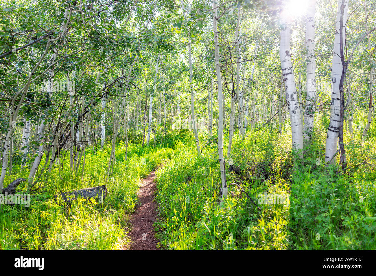 Forest on Sunnyside Trail in Aspen, Colorado in Woody Creek ...