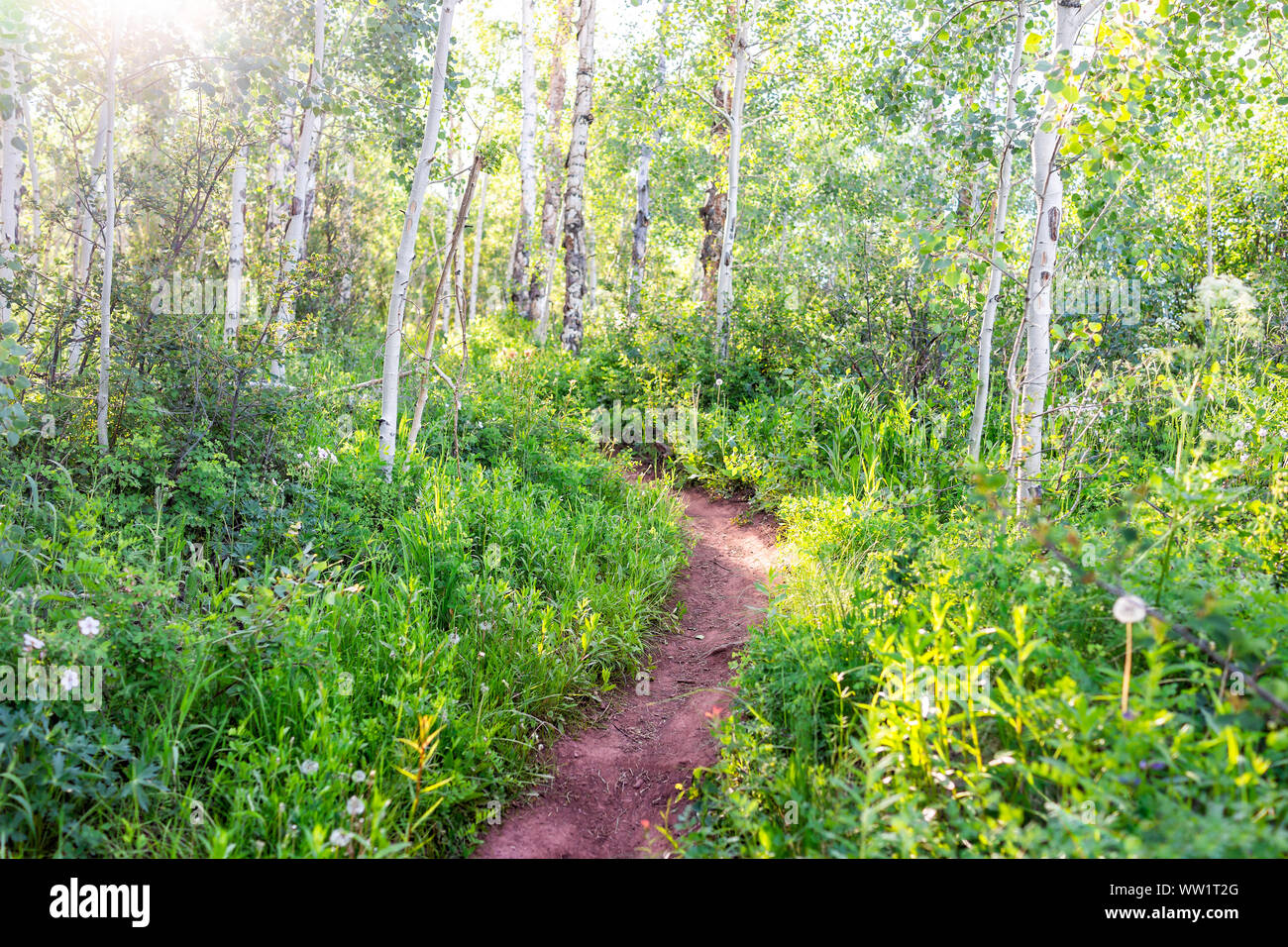 Wildflowers by the road hi-res stock photography and images - Alamy