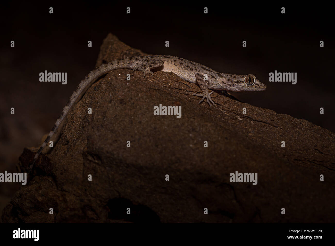 One small gecko lizard hi-res stock photography and images - Alamy