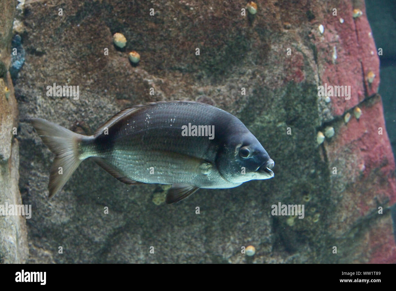 Carpa fish hi-res stock photography and images - Alamy