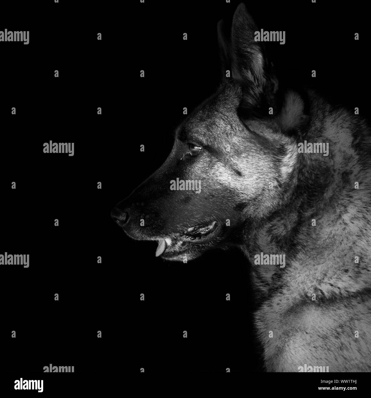Dog headshot profile hi-res stock photography and images - Alamy