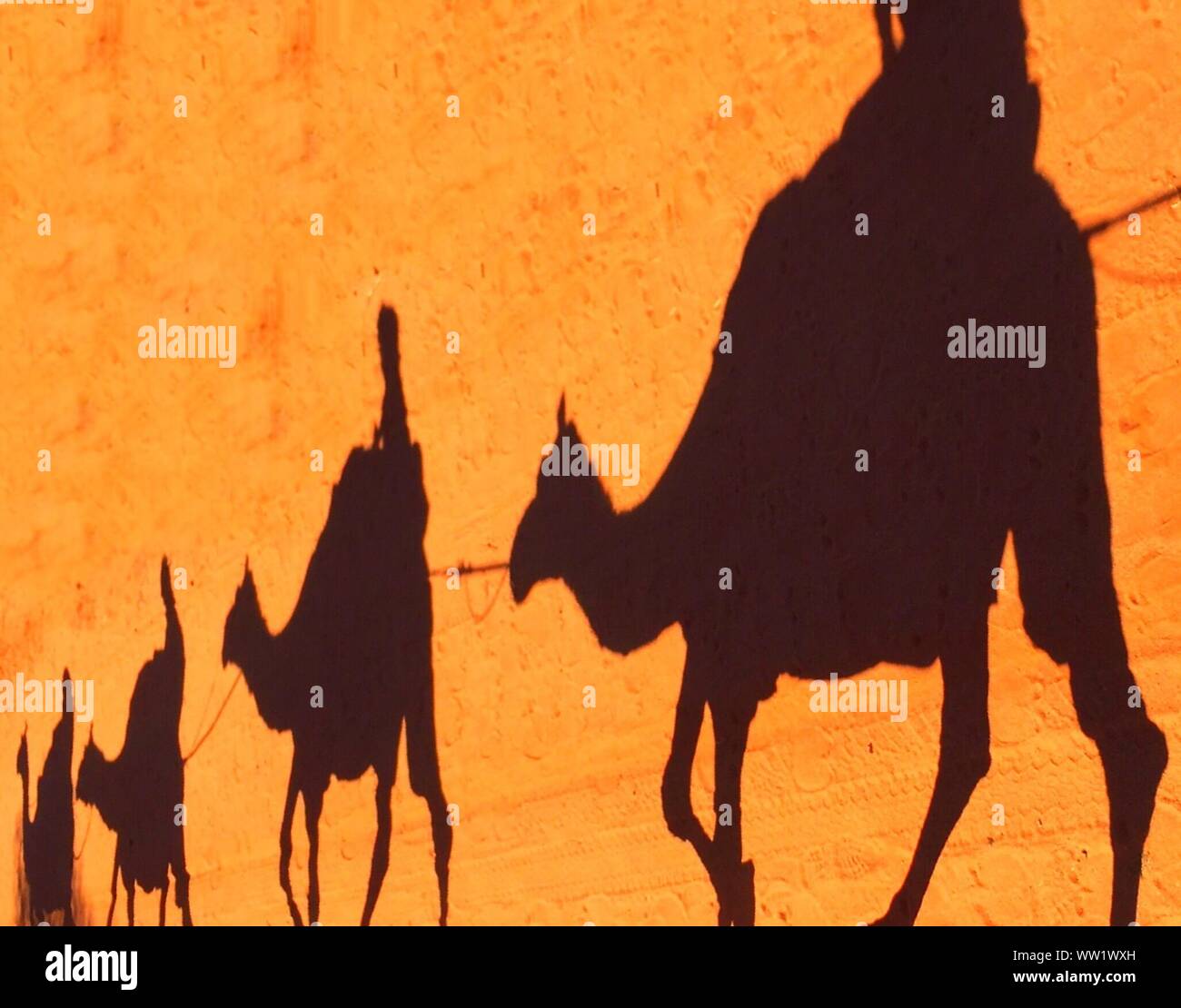 Row Of Camels High Resolution Stock Photography and Images - Alamy