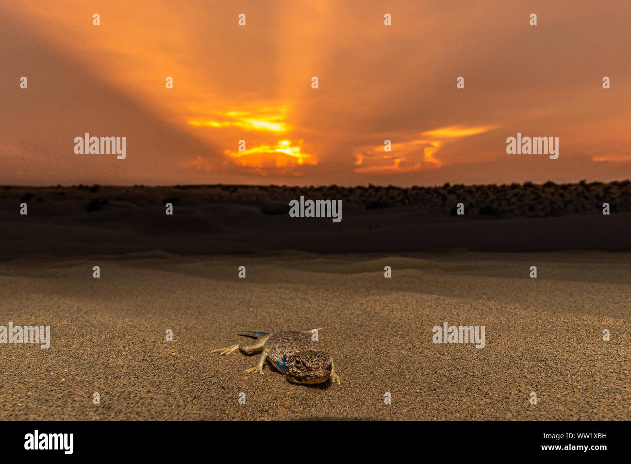 Best sunset sky hi-res stock photography and images - Alamy