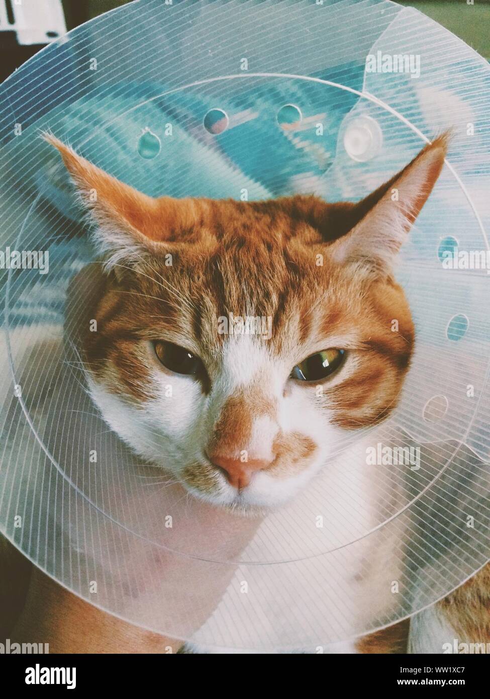 Cat Elizabethan Collar High Resolution Stock Photography and Images - Alamy