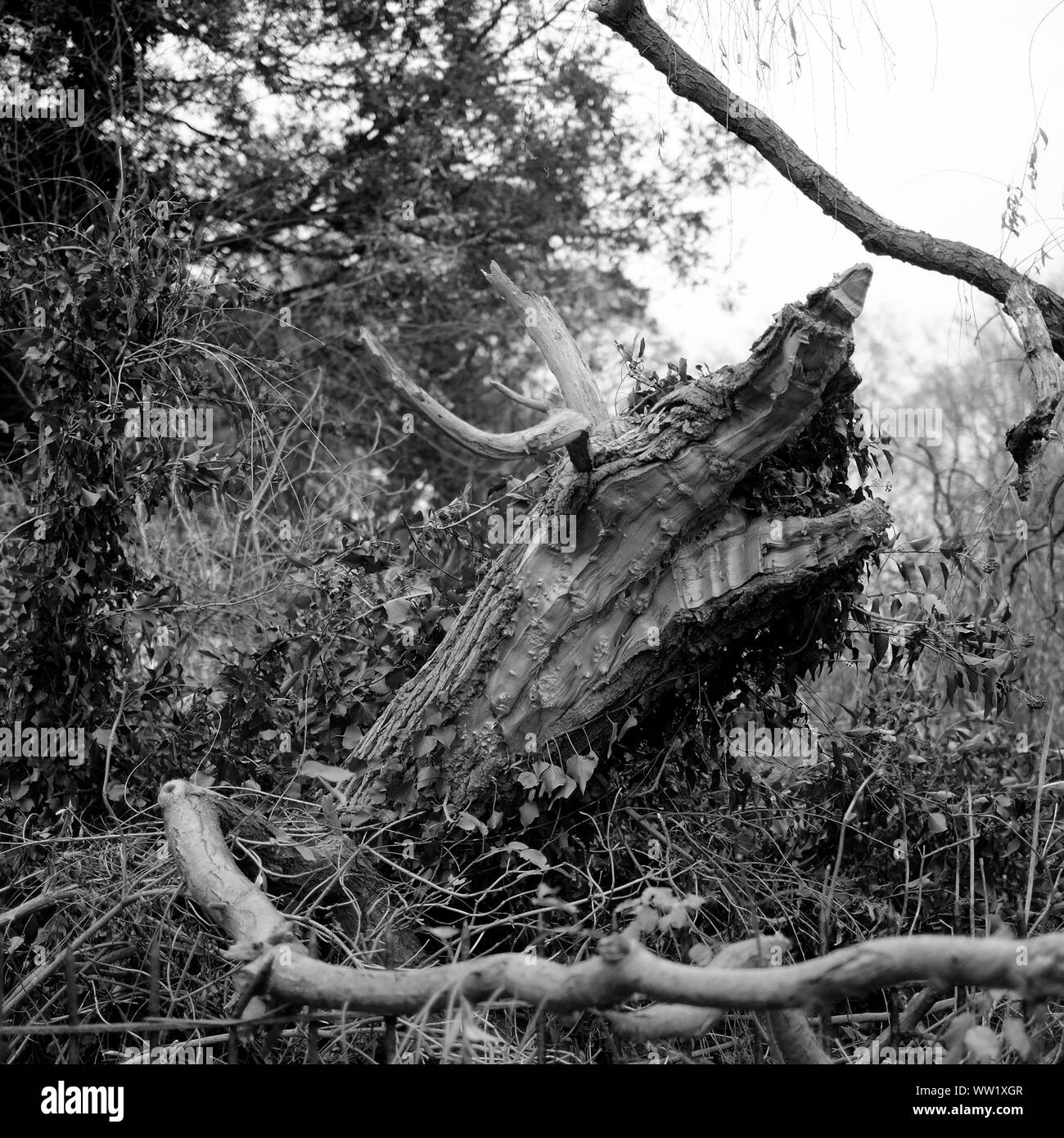 Bizarre dead wood trunk hi-res stock photography and images - Alamy