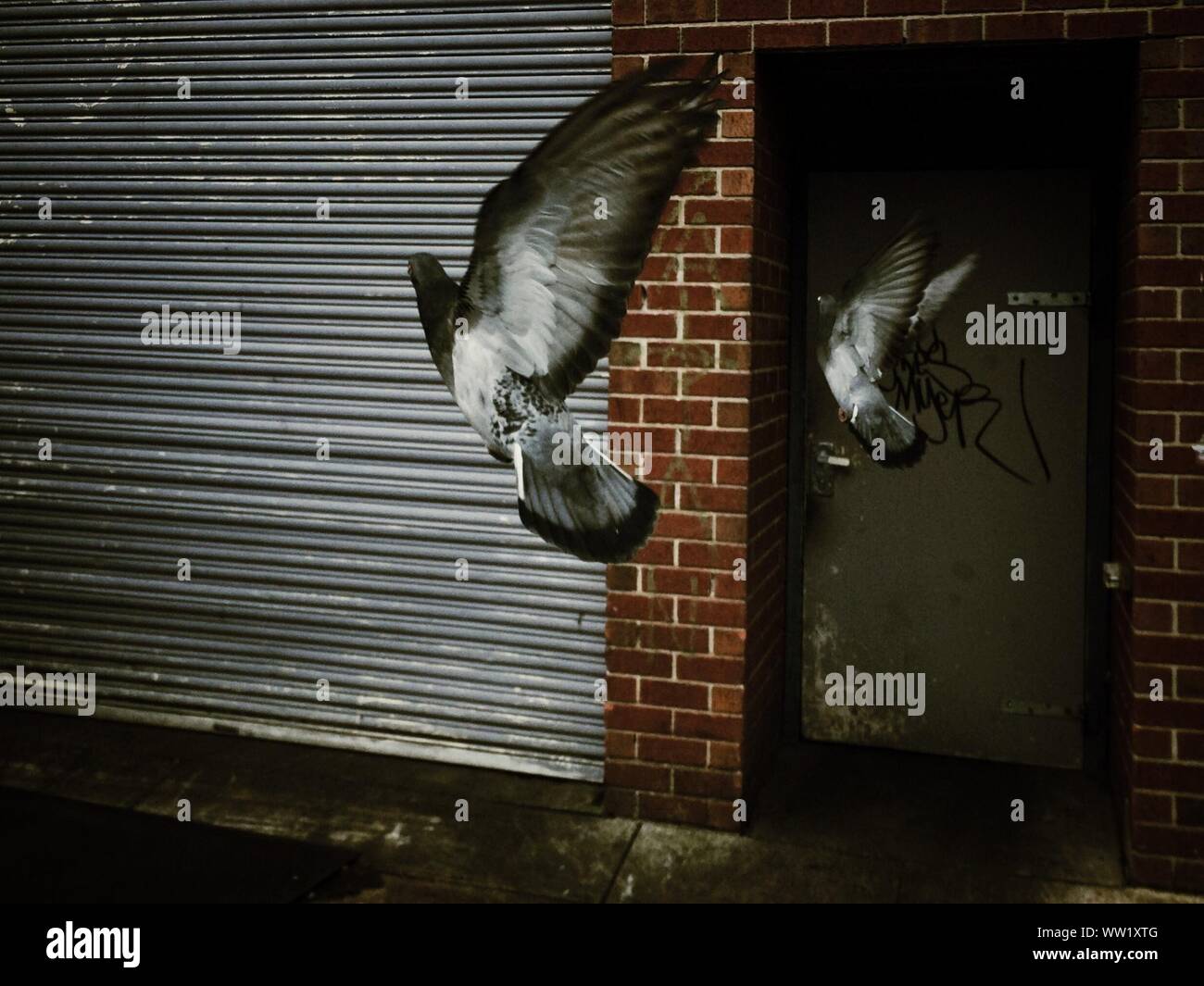 Flying pigeons hi-res stock photography and images - Alamy