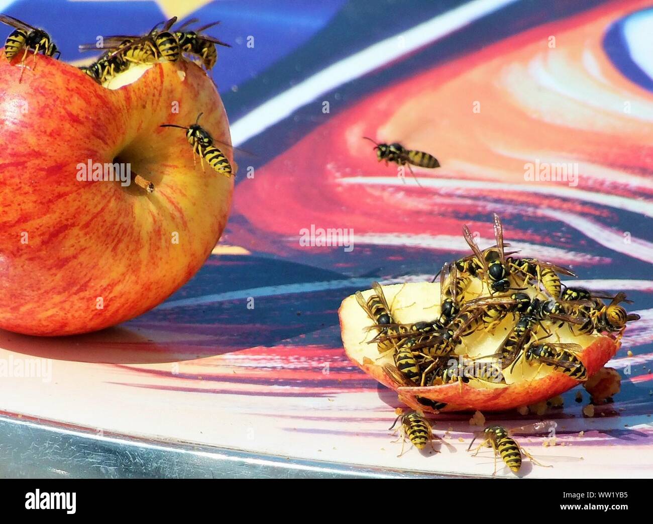 Fruit eaten by the animals hi-res stock photography and images - Alamy
